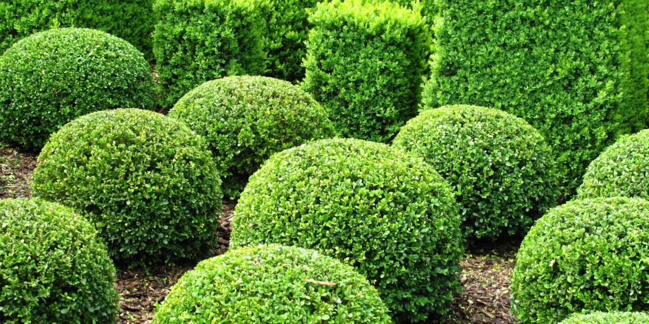 Hedge & Tree Maintenance Services Brisbane - Yard Space Innovations